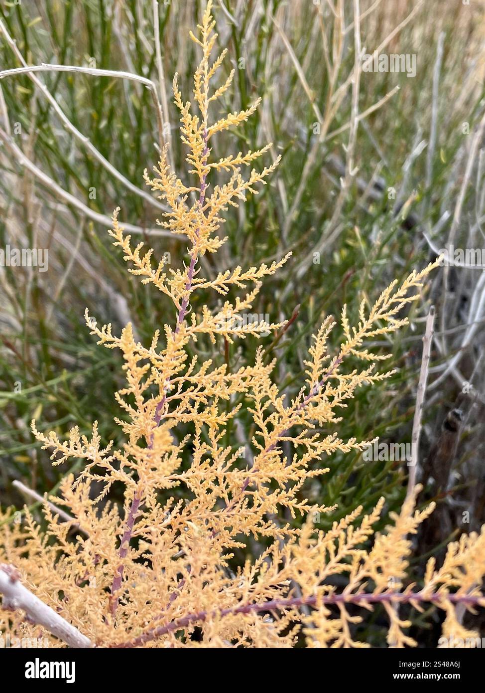 saltcedar (Tamarix ramosissima Stock Photo - Alamy