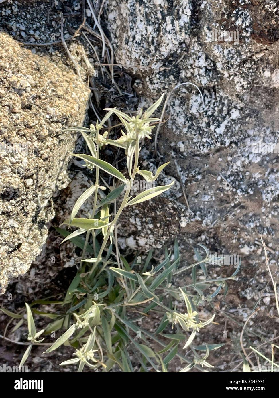 Lance-leaved Ditaxis (Argythamnia lanceolata Stock Photo - Alamy