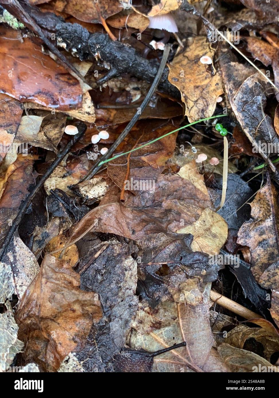 Oak-leaf Pinwheel (Collybiopsis quercophila Stock Photo - Alamy