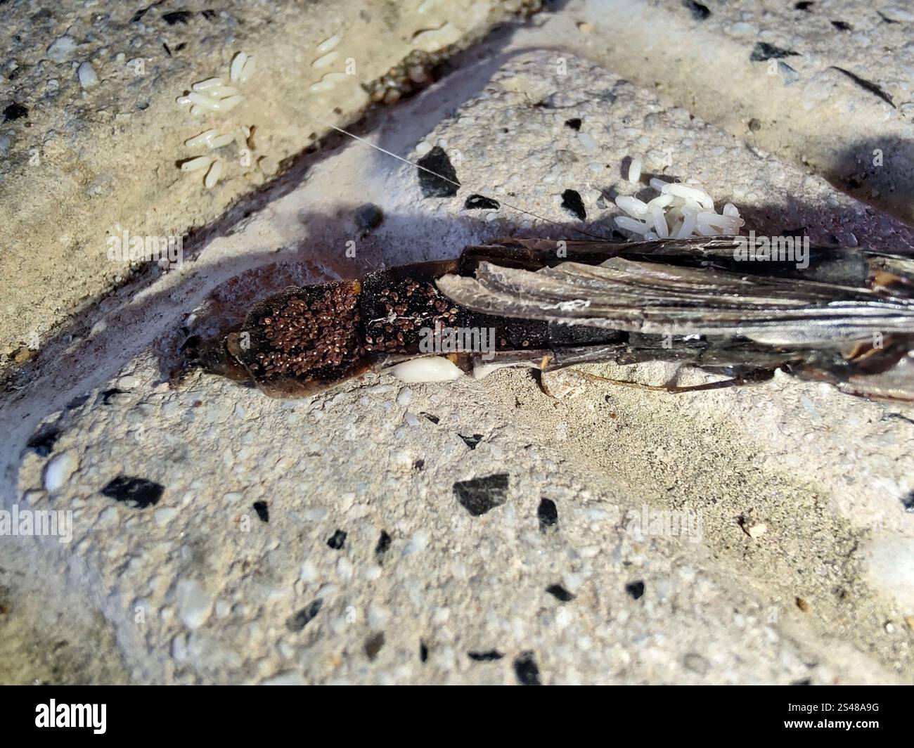 Ship-timber Beetles (Atractocerus Stock Photo - Alamy