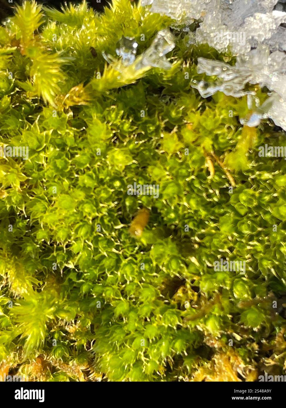 Capillary Thread-moss (Ptychostomum capillare Stock Photo - Alamy