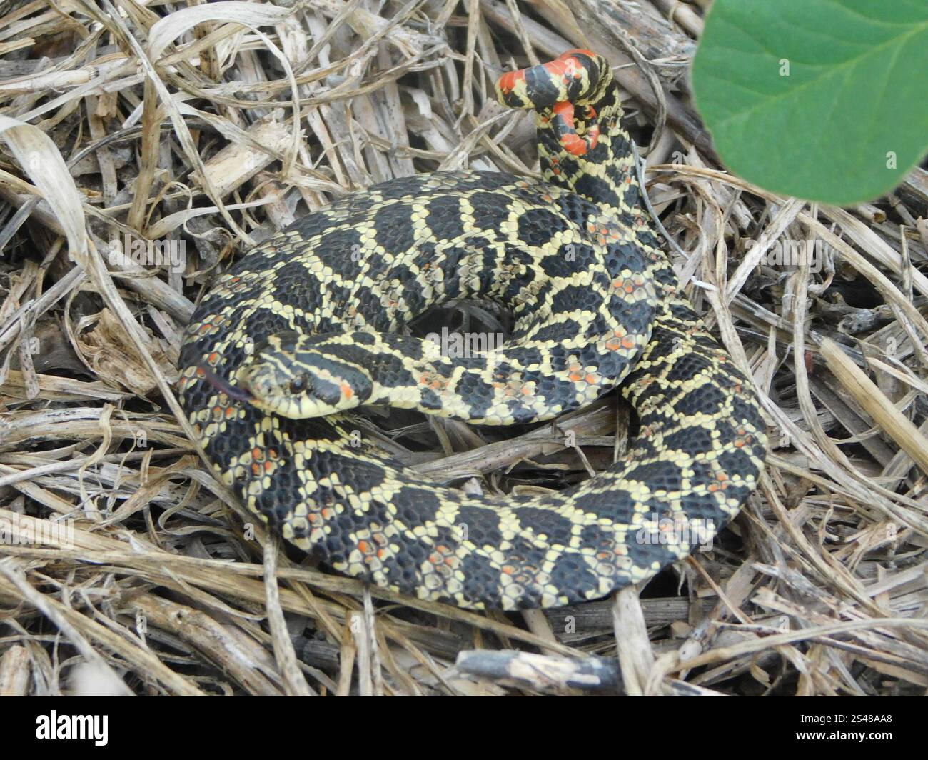South American Hognose Snake (Xenodon dorbignyi Stock Photo - Alamy