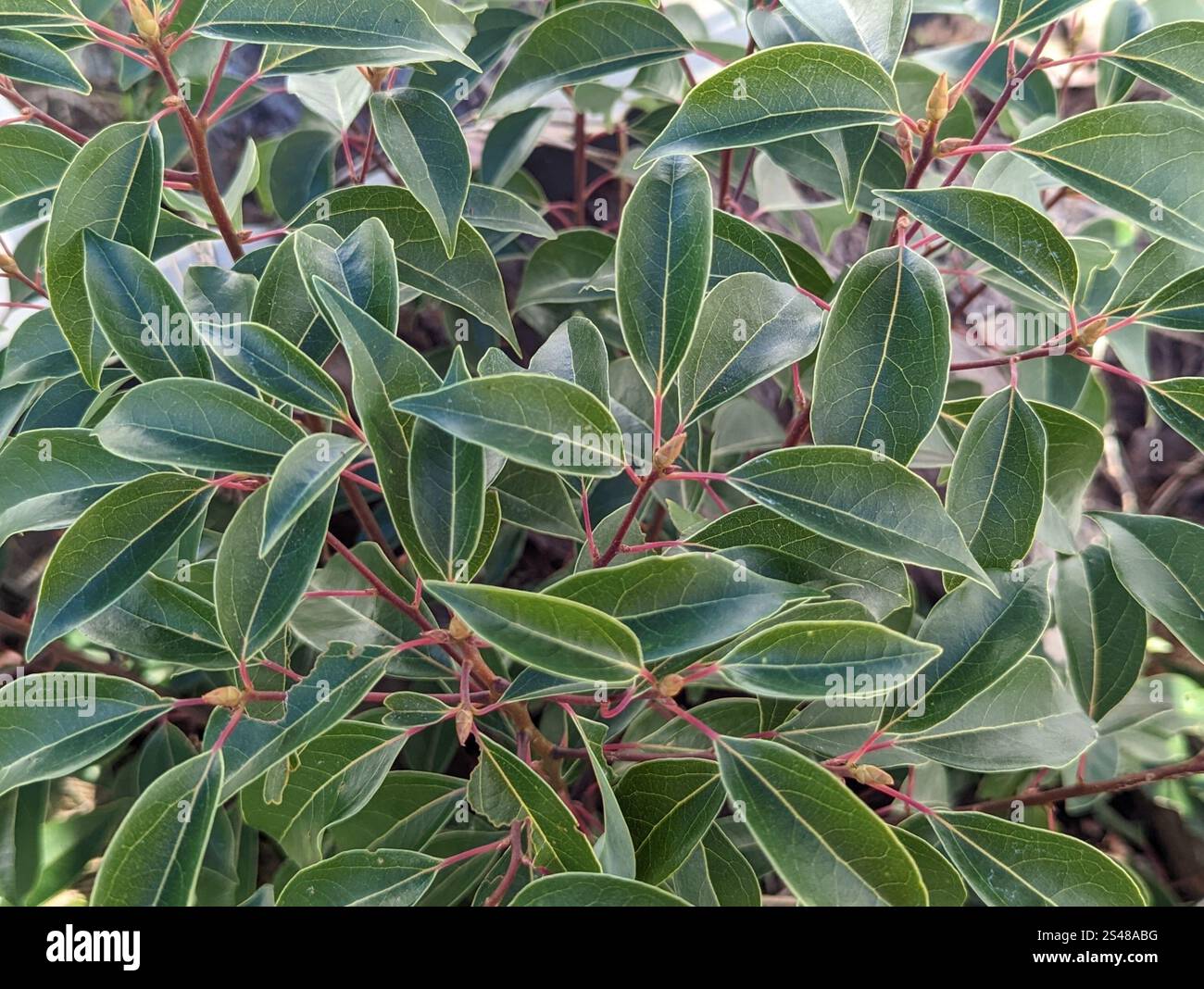 Camphor (Camphora officinarum Stock Photo - Alamy