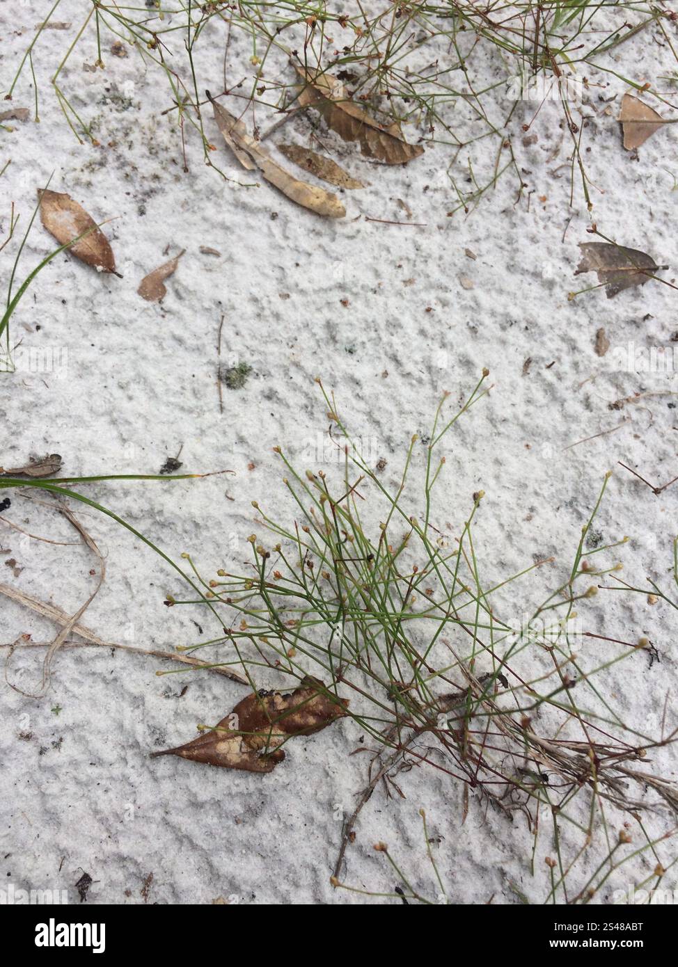 Wire-plant (Stipulicida setacea Stock Photo - Alamy