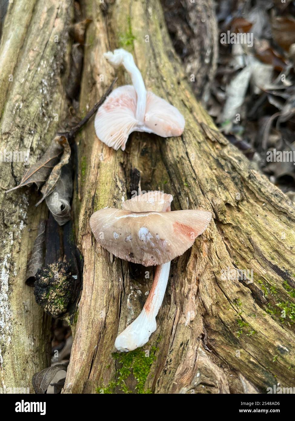 Deer Mushroom (Pluteus cervinus Stock Photo - Alamy
