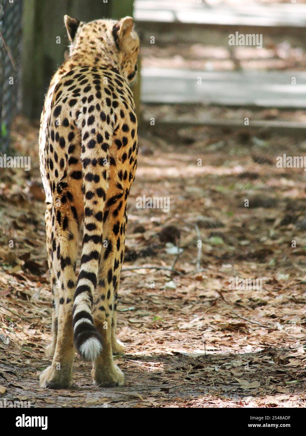 Cheetah Butt animal Acinonyx jubatus Stock Photo - Alamy