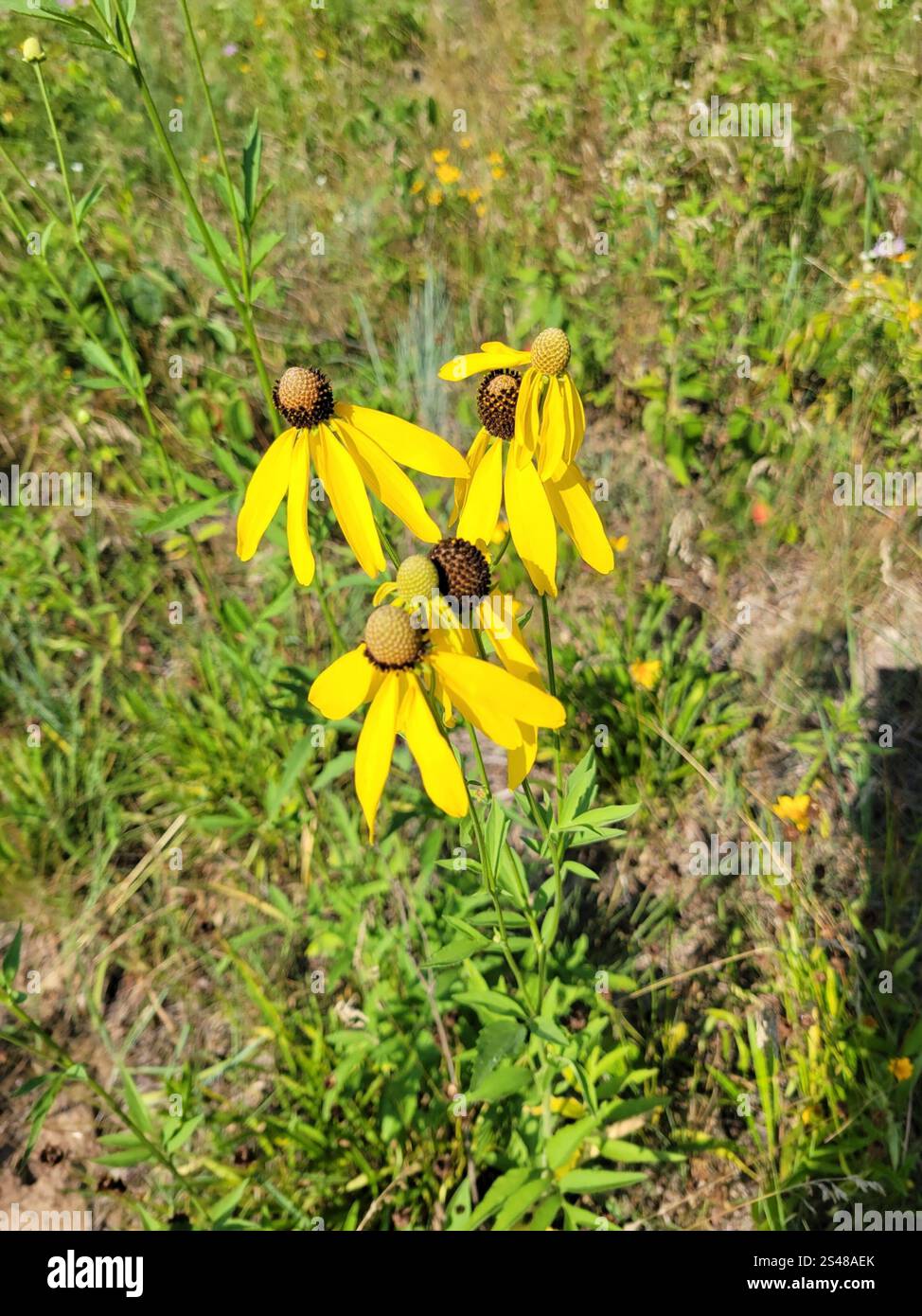 grey-headed coneflower (Ratibida pinnata Stock Photo - Alamy