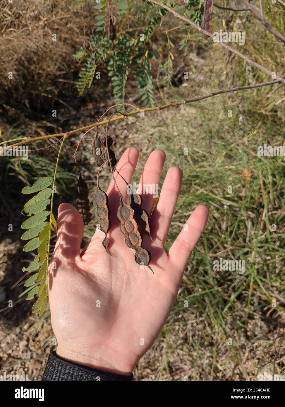Rattlebush (Sesbania drummondii Stock Photo - Alamy