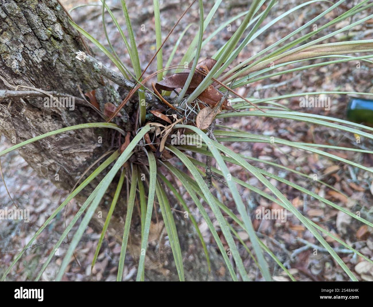 Manatee River airplant (Tillandsia simulata Stock Photo - Alamy
