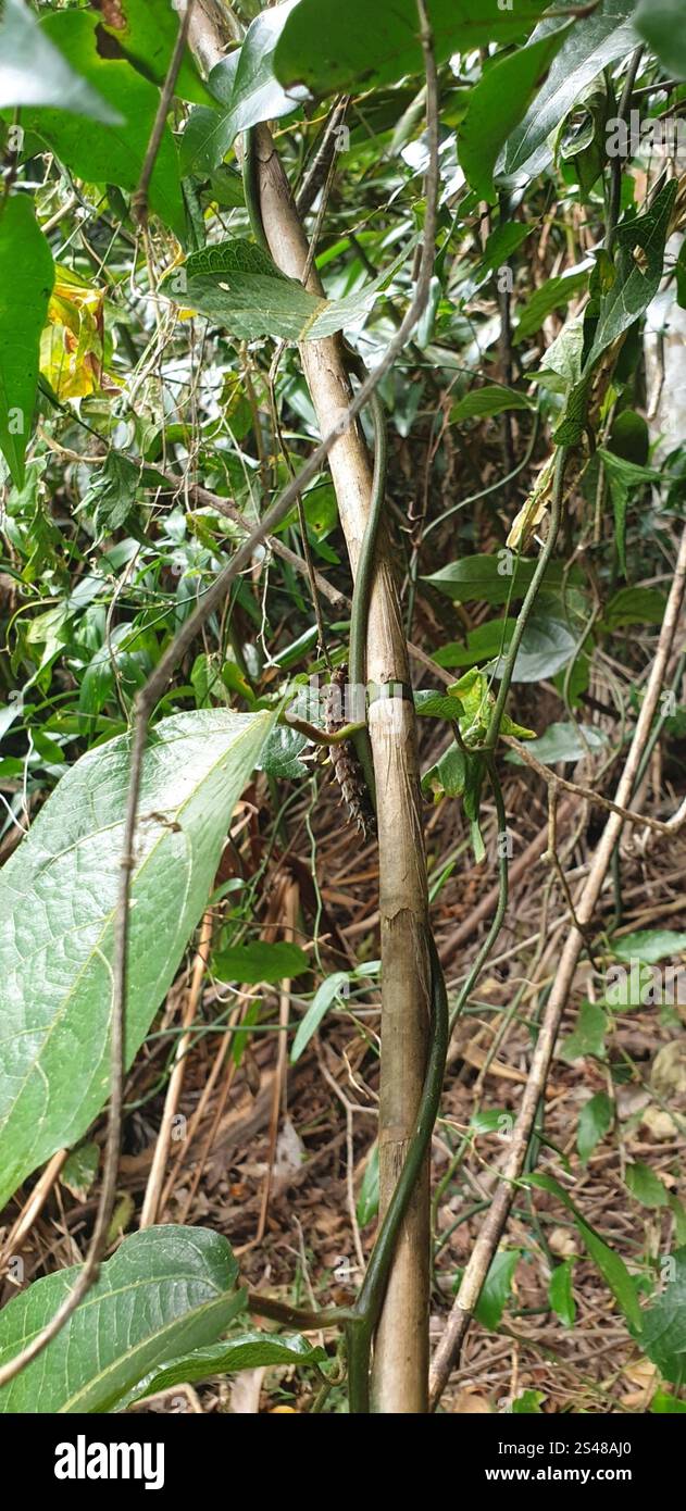 birdwing butterfly vine (Aristolochia praevenosa Stock Photo - Alamy