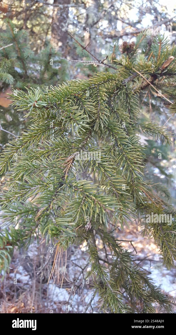 white spruce (Picea glauca Stock Photo - Alamy