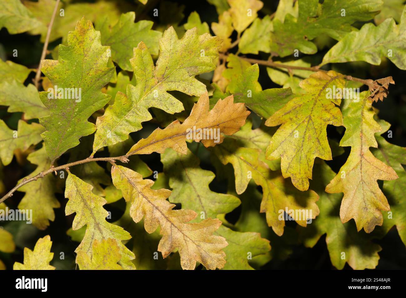 Turkey Oak (Quercus cerris Stock Photo - Alamy