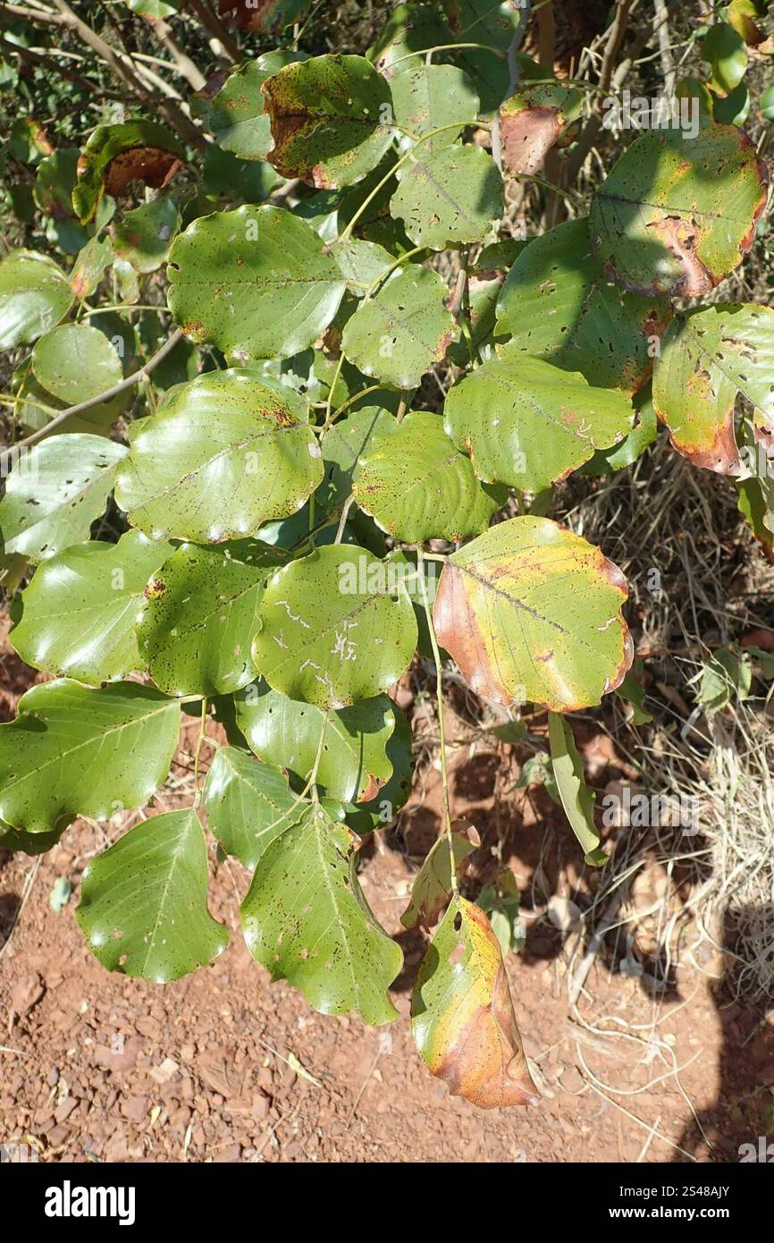 Round-leaved Bloodwood (Pterocarpus rotundifolius Stock Photo - Alamy