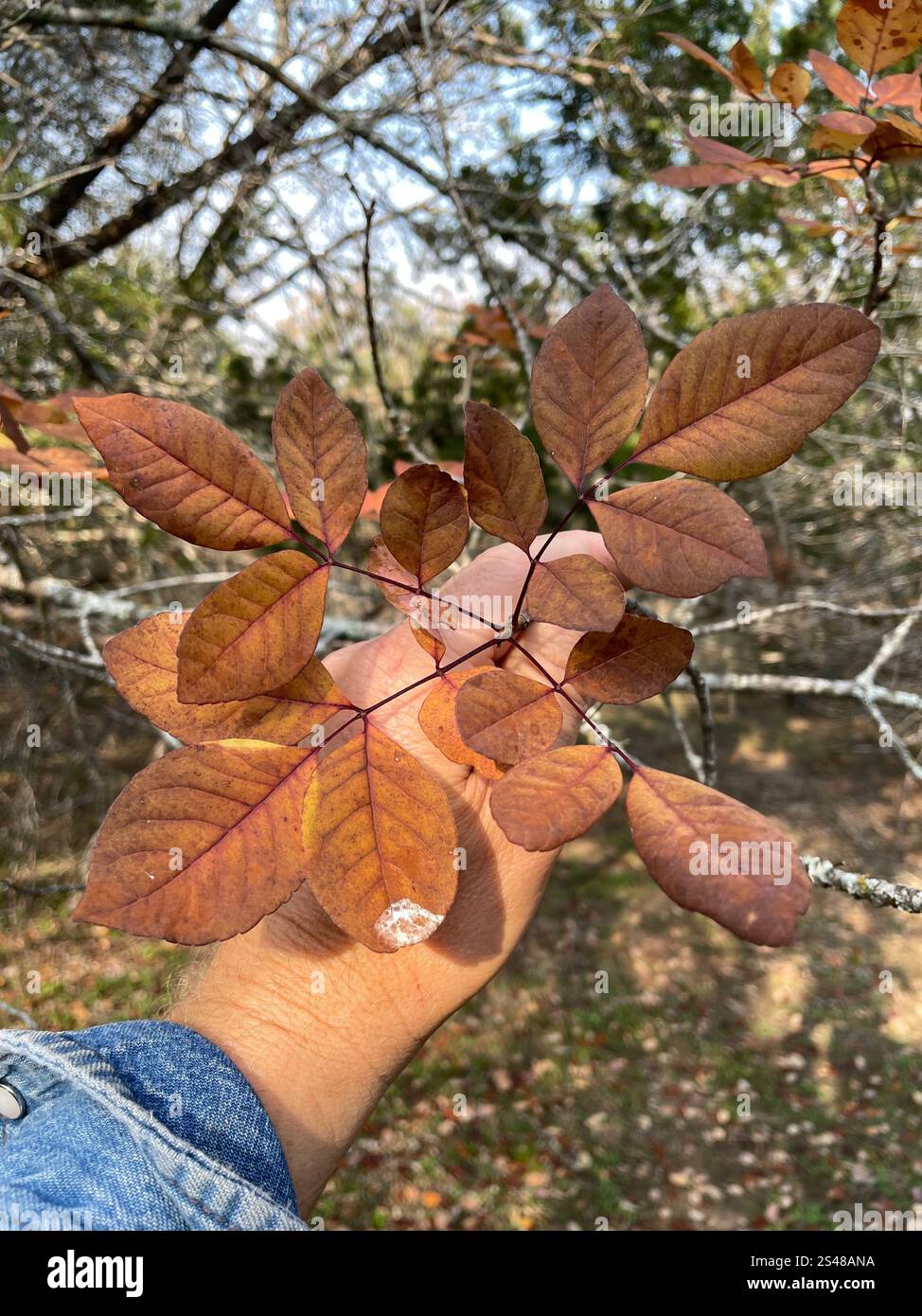 Texas ash (Fraxinus albicans Stock Photo - Alamy
