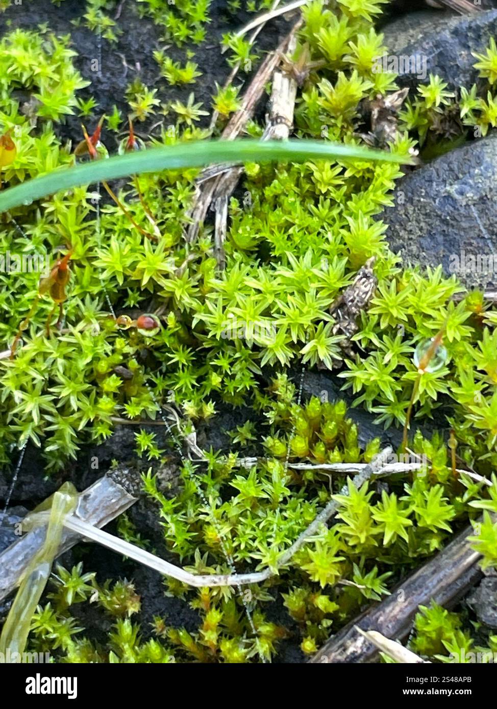 Bird's-Claw Beard-Moss (Barbula unguiculata Stock Photo - Alamy