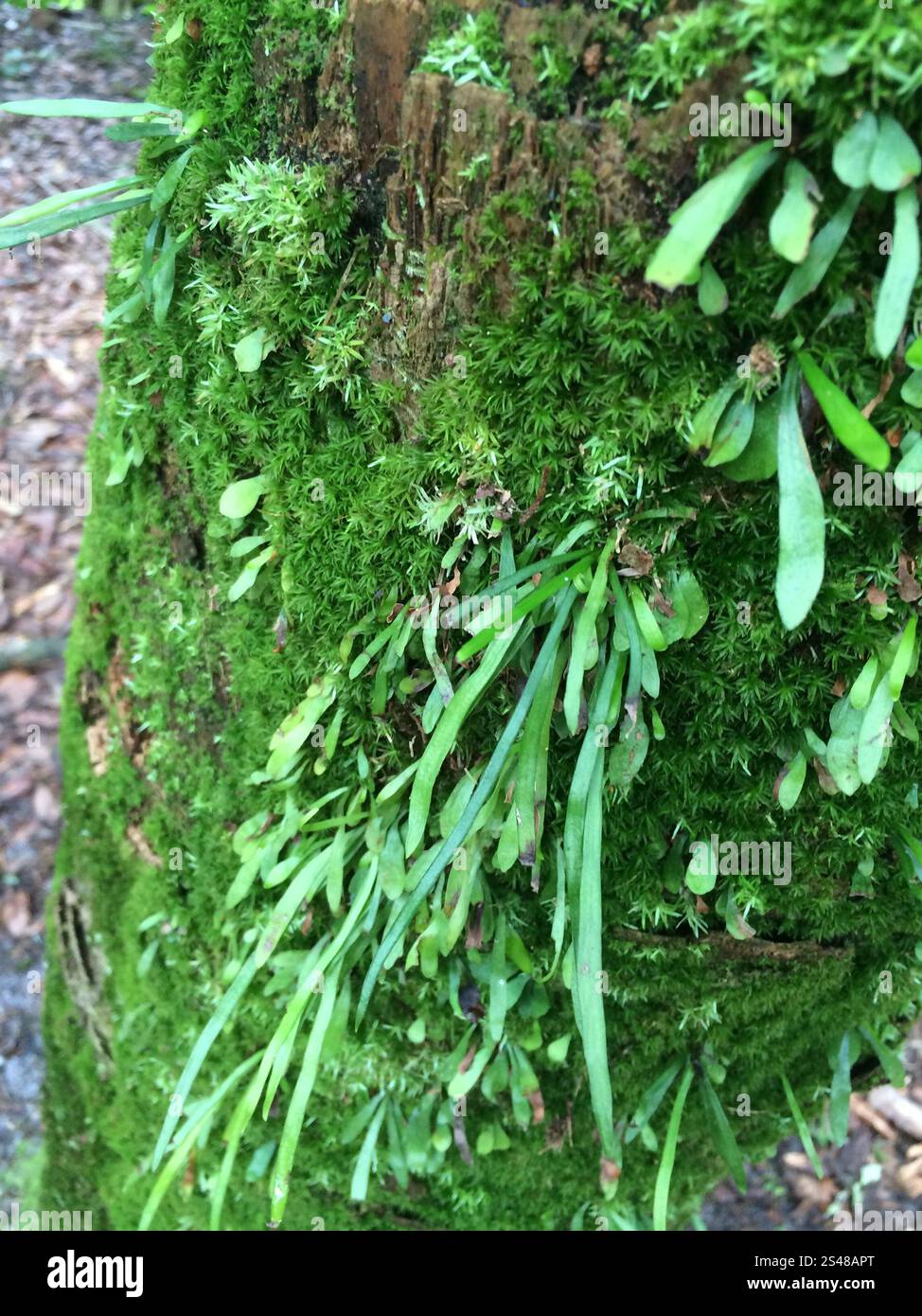 Shoestring Fern (Vittaria lineata Stock Photo - Alamy