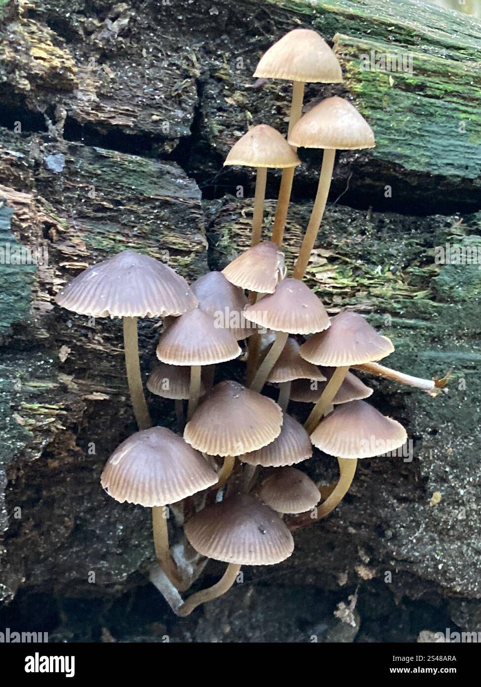 common bonnet (Mycena galericulata Stock Photo - Alamy