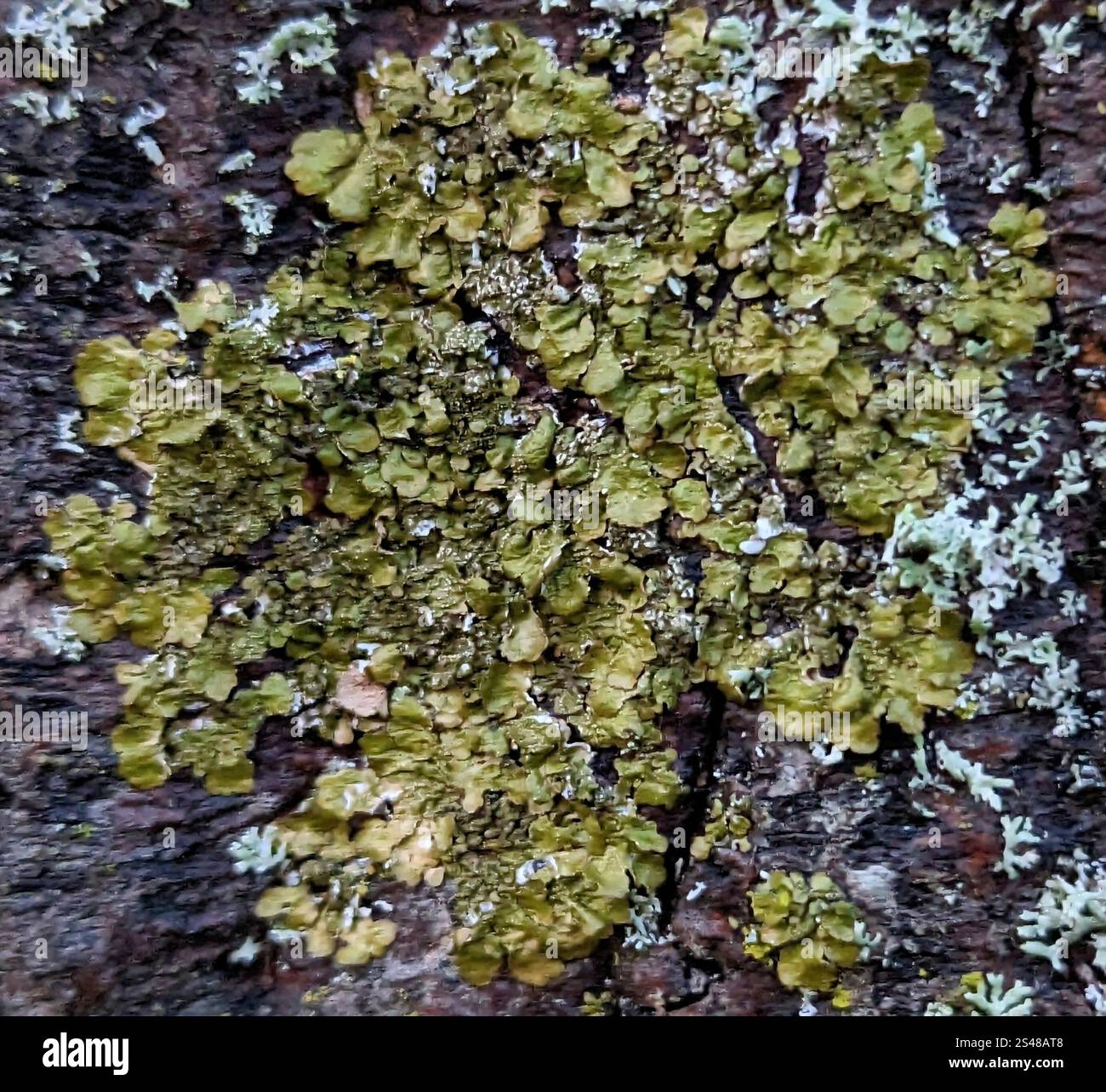 Abraded Camouflage Lichen (Melanelixia subaurifera Stock Photo - Alamy