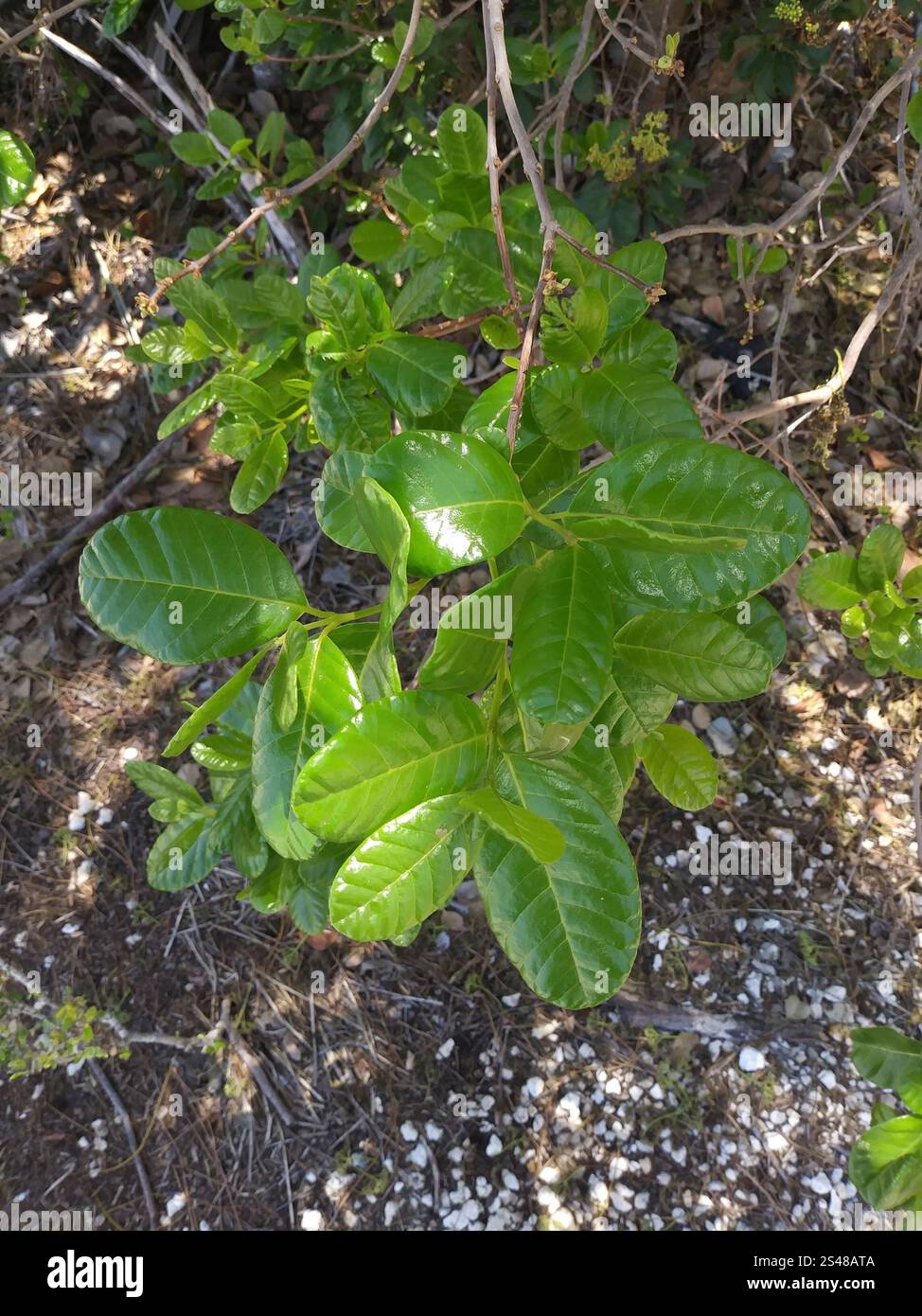 bay-leaved caper (Cynophalla flexuosa Stock Photo - Alamy