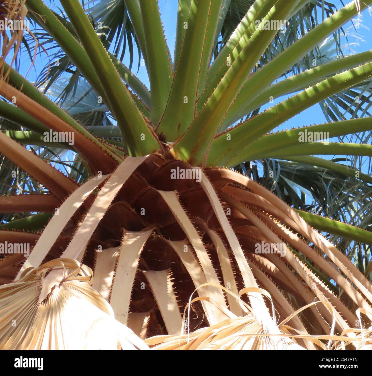 California fan palm (Washingtonia filifera Stock Photo - Alamy