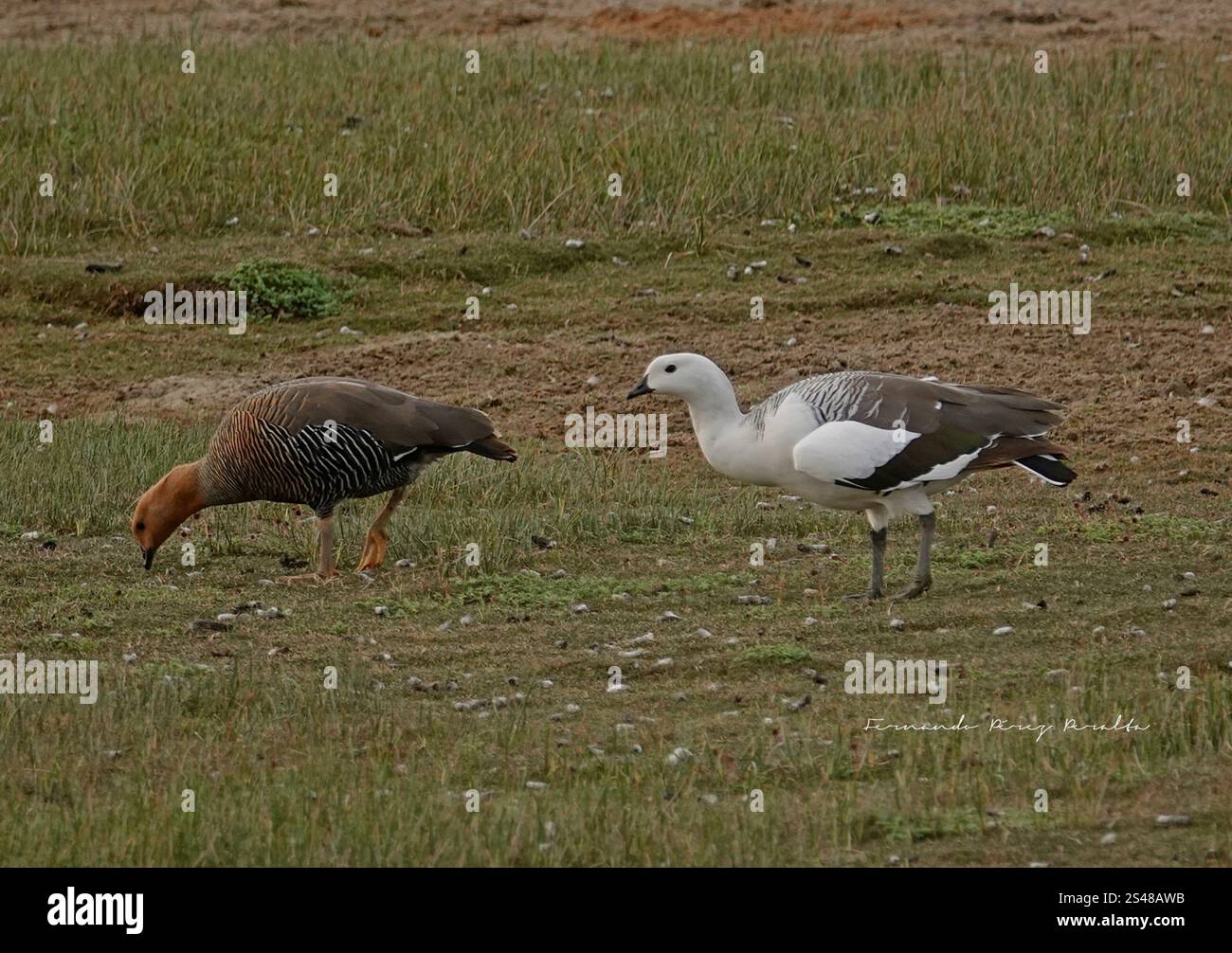 Upland Goose (Chloephaga picta Stock Photo - Alamy