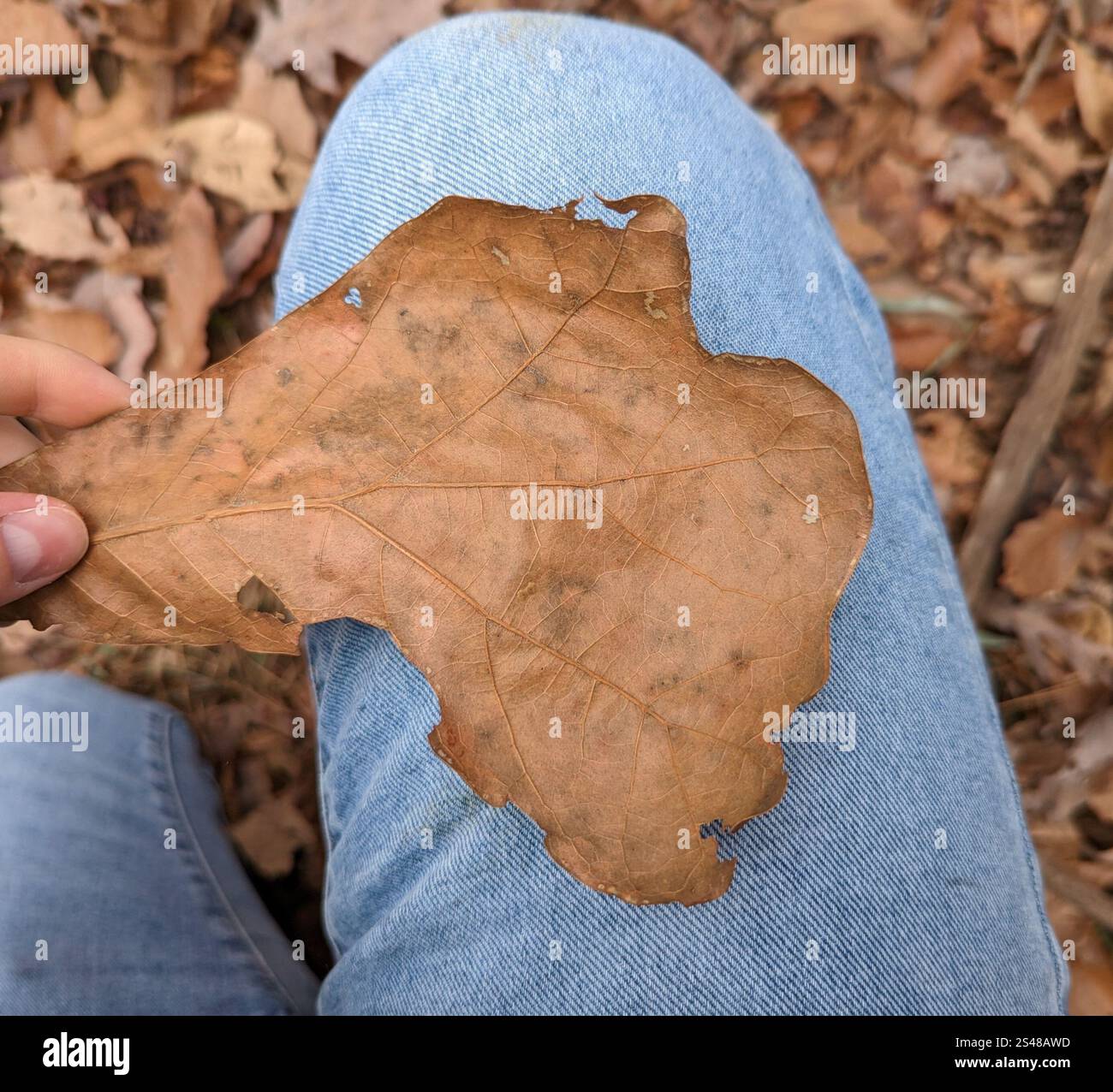 Blackjack Oak (Quercus marilandica marilandica Stock Photo - Alamy