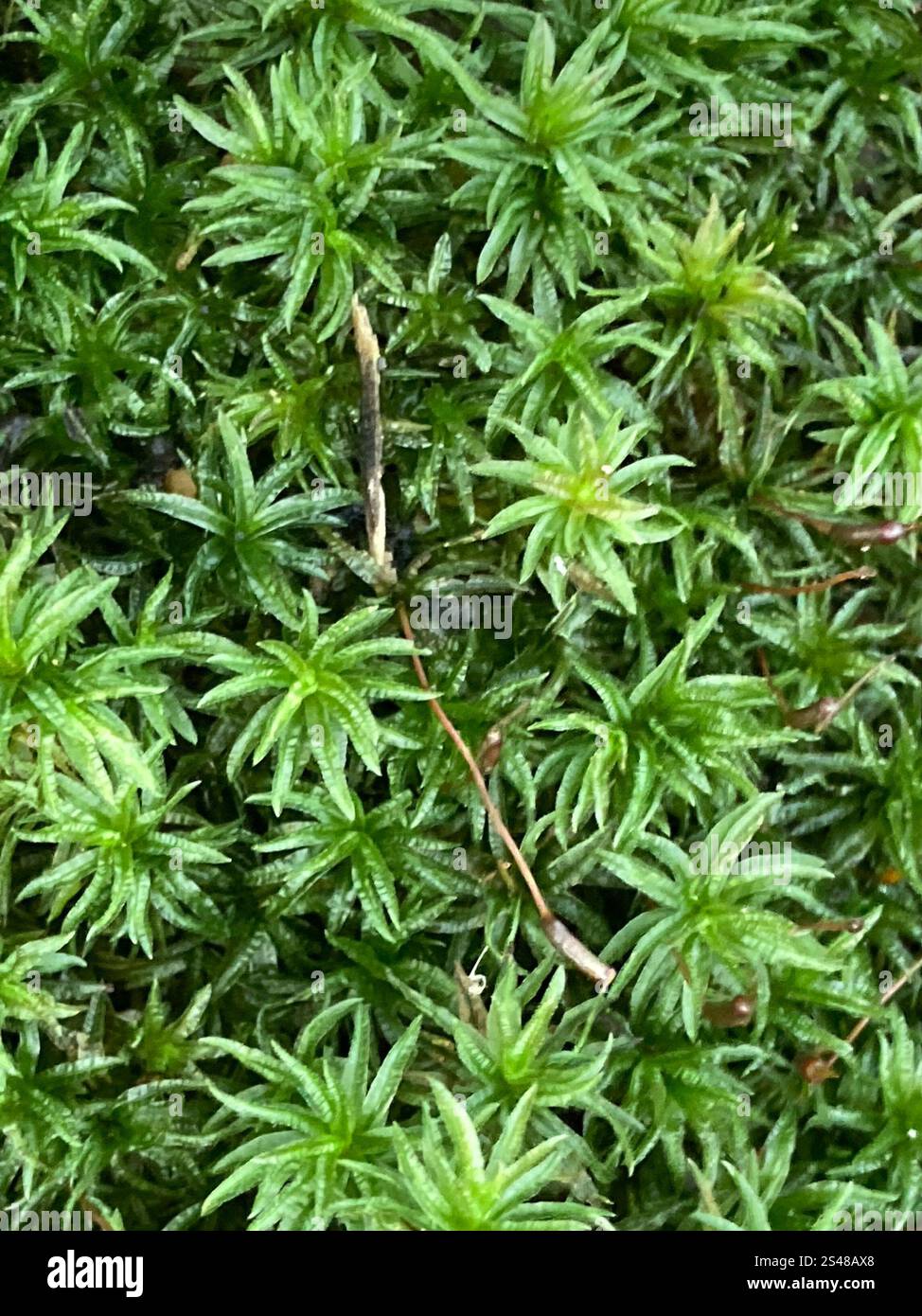 Catherine's moss (Atrichum undulatum Stock Photo - Alamy