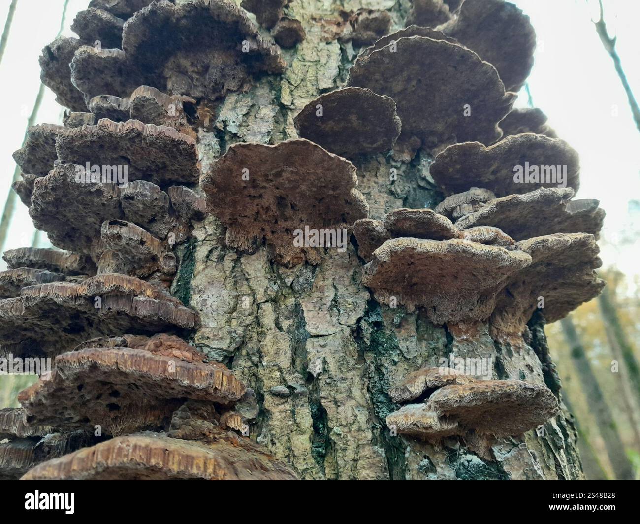 mushrooms, bracket fungi, puffballs, and allies (Agaricomycetes Stock ...