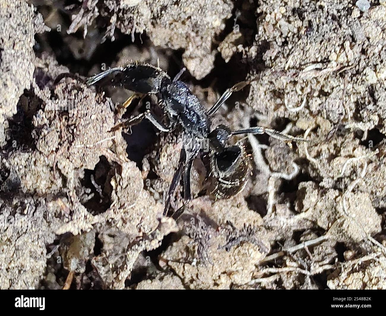 Pachycondyla Panther Ants (Pachycondyla Stock Photo - Alamy