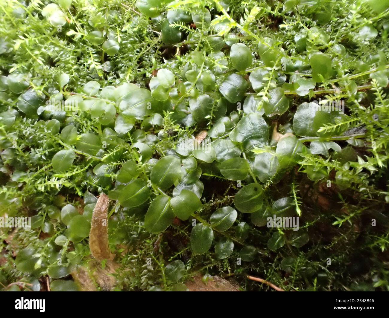 Long-beaked Thyme-moss (Plagiomnium rostratum Stock Photo - Alamy