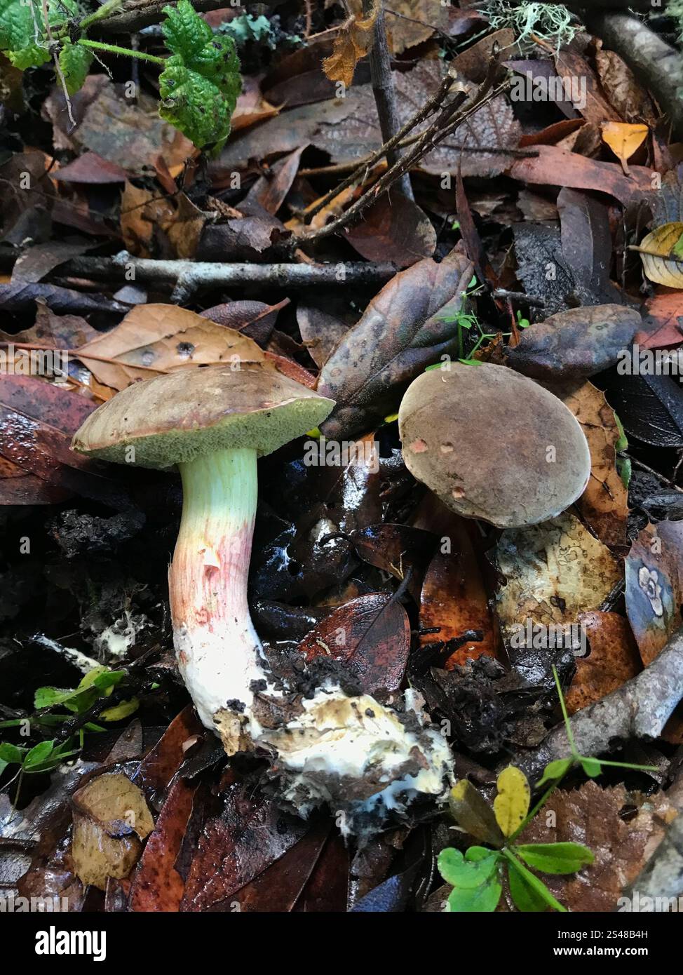 Suede Bolete (Xerocomus subtomentosus Stock Photo - Alamy