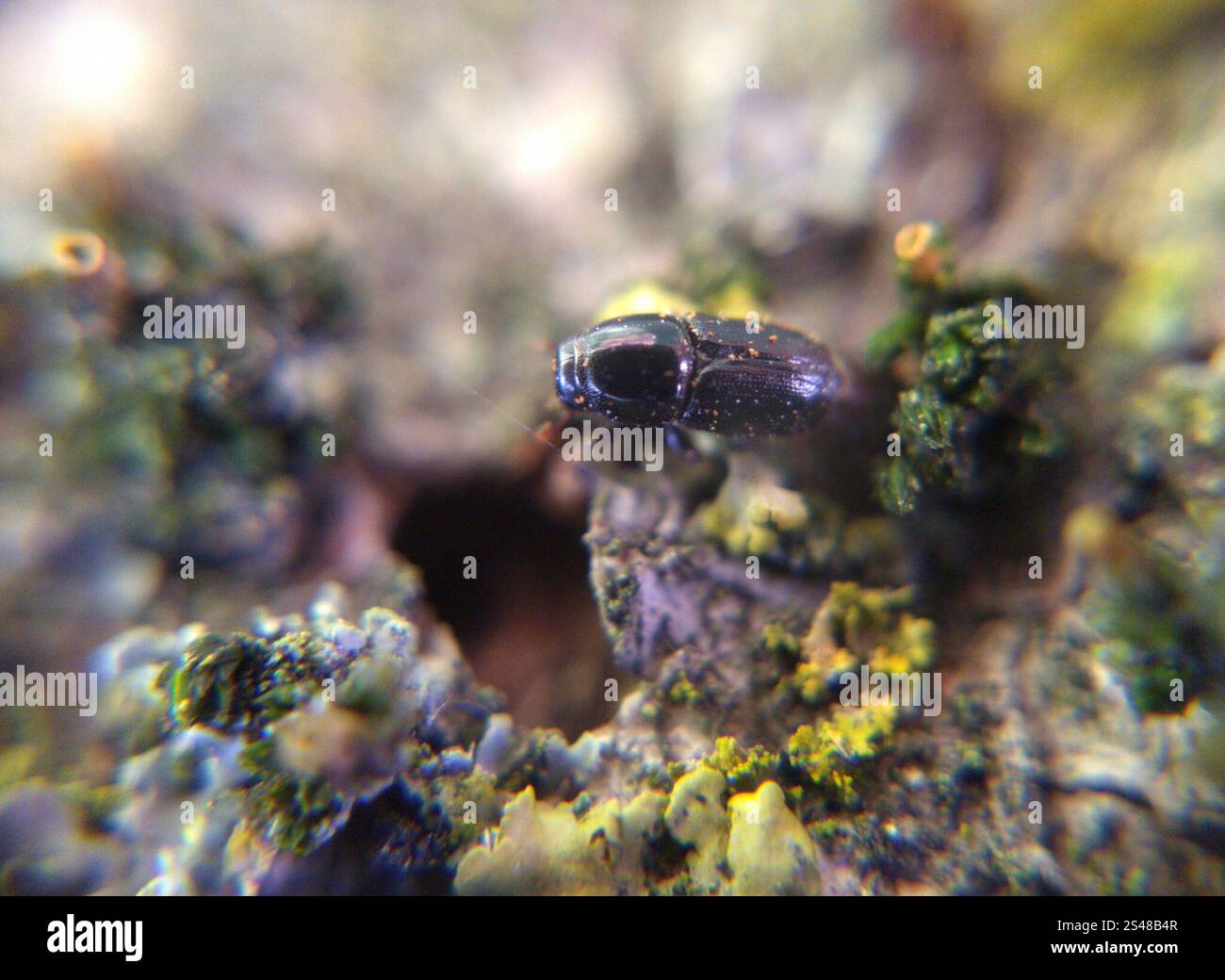 Snout and Bark Beetles (Curculionoidea Stock Photo - Alamy