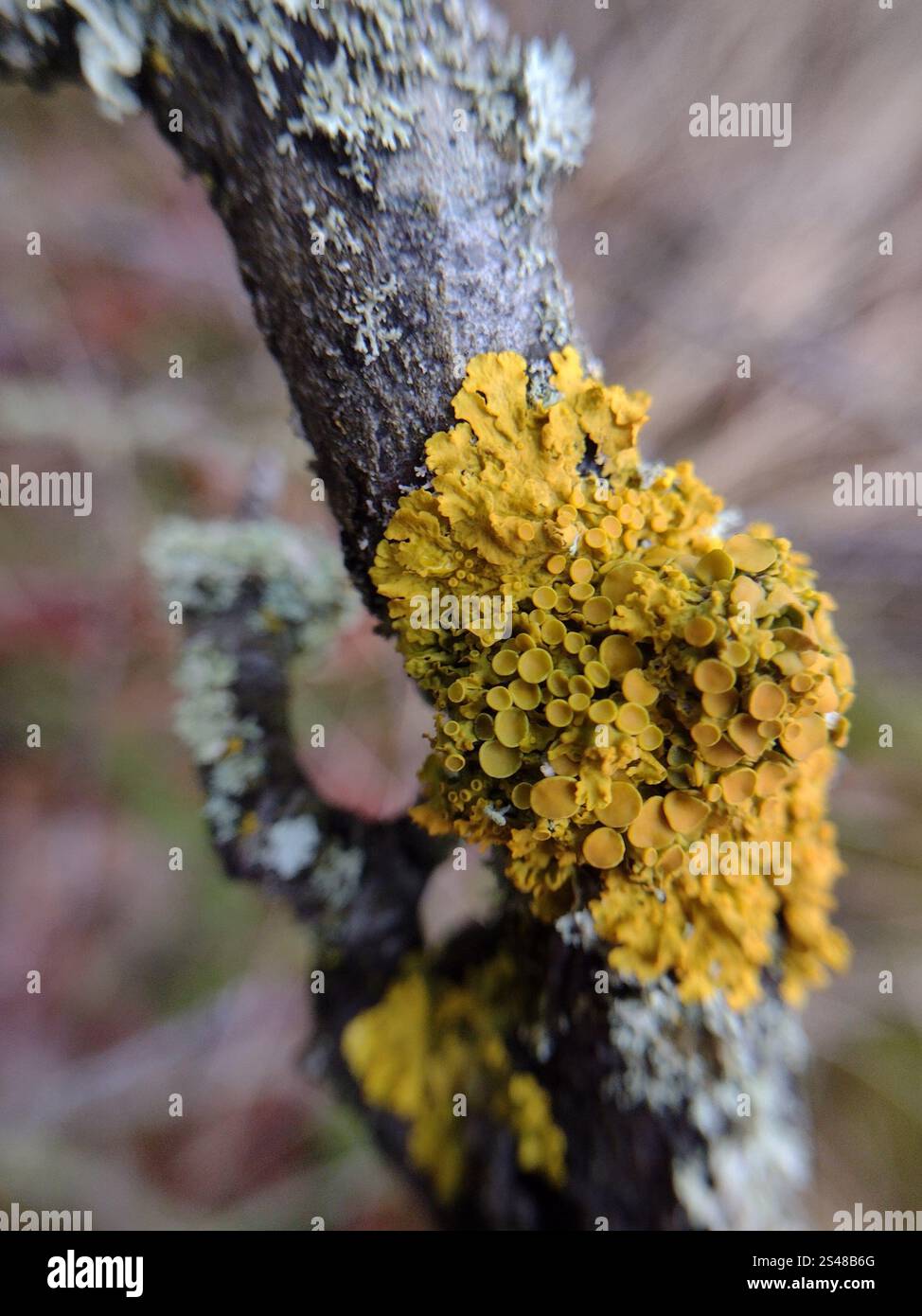 Common Sunburst Lichen (Xanthoria parietina Stock Photo - Alamy