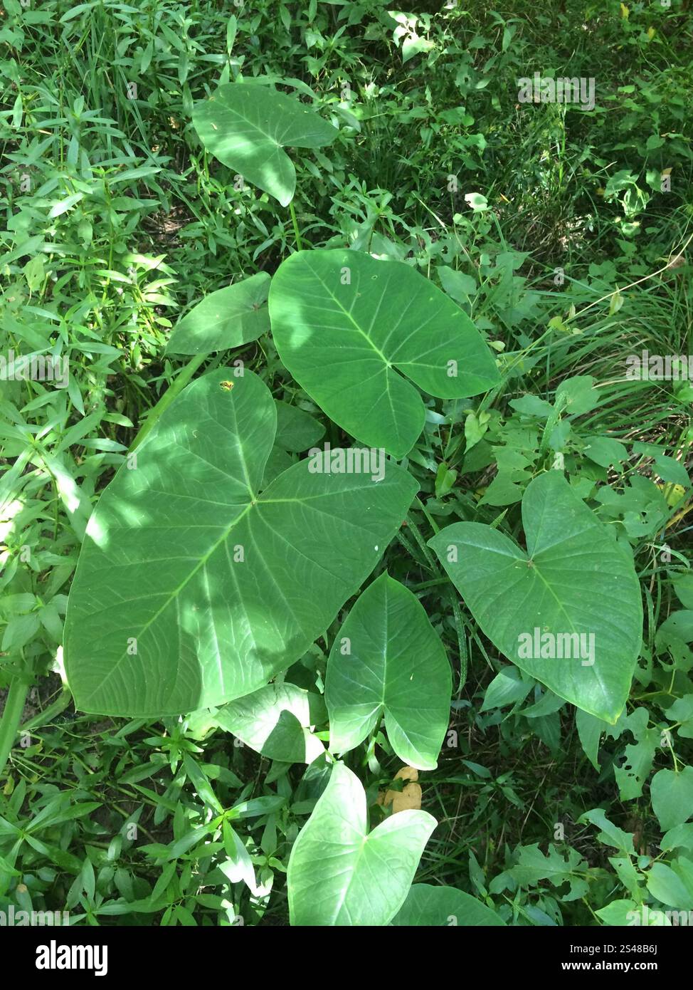 Arrowleaf Elephant's Ear (Xanthosoma sagittifolium Stock Photo - Alamy