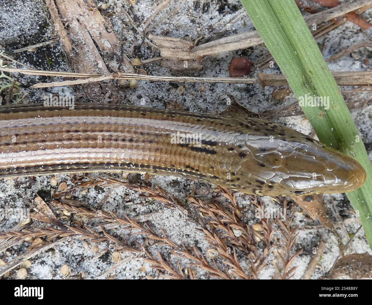 Eastern Glass Lizard (Ophisaurus ventralis Stock Photo - Alamy