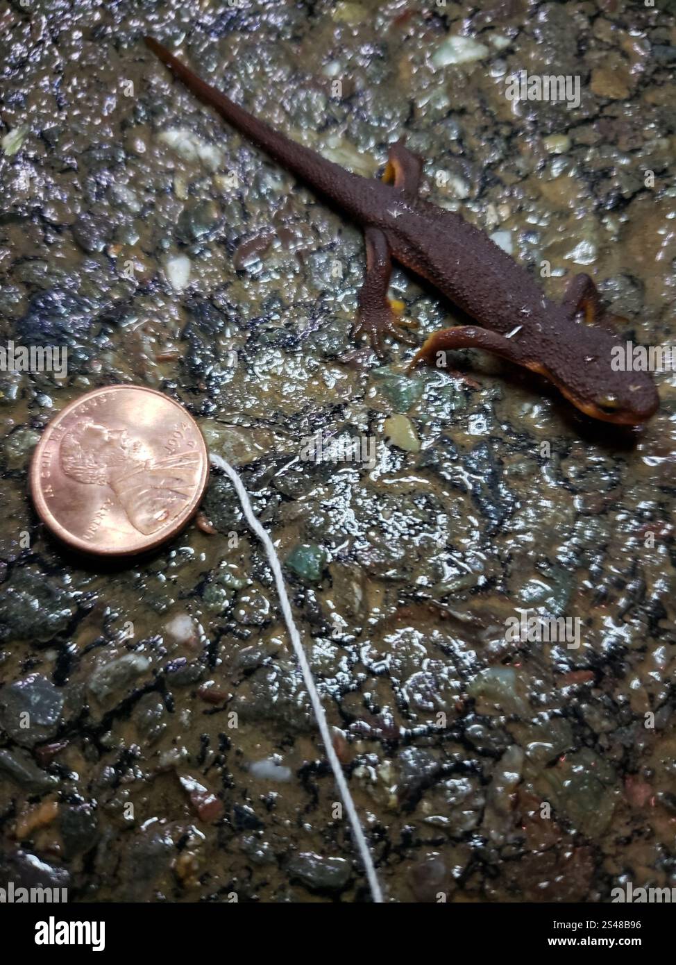 California Newt (Taricha torosa Stock Photo - Alamy