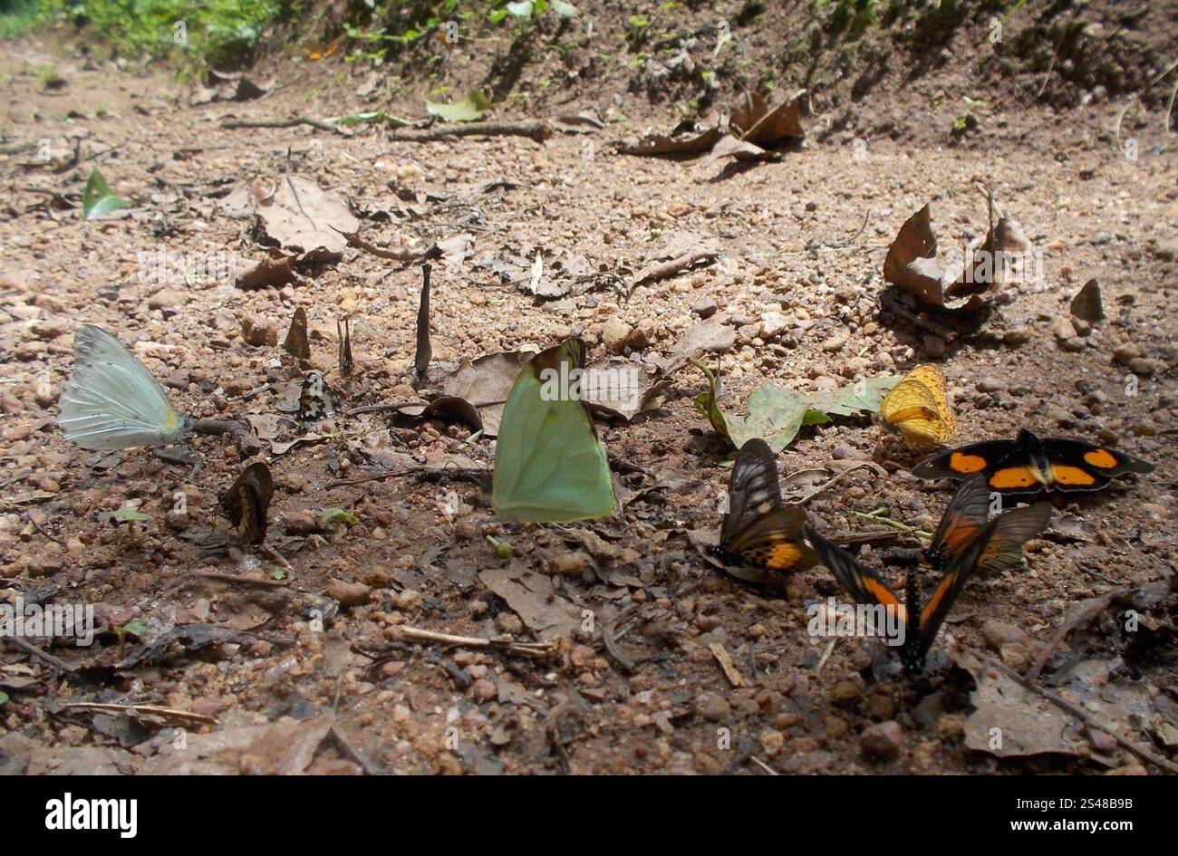 Blue-spot Pansy (Junonia westermanni Stock Photo - Alamy