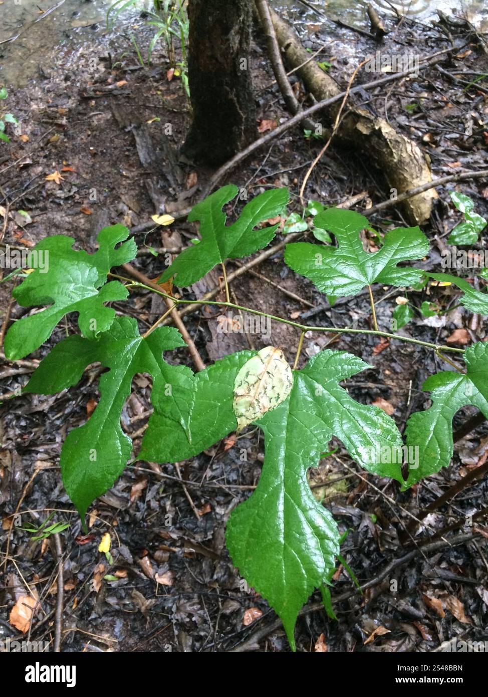 red mulberry (Morus rubra Stock Photo - Alamy