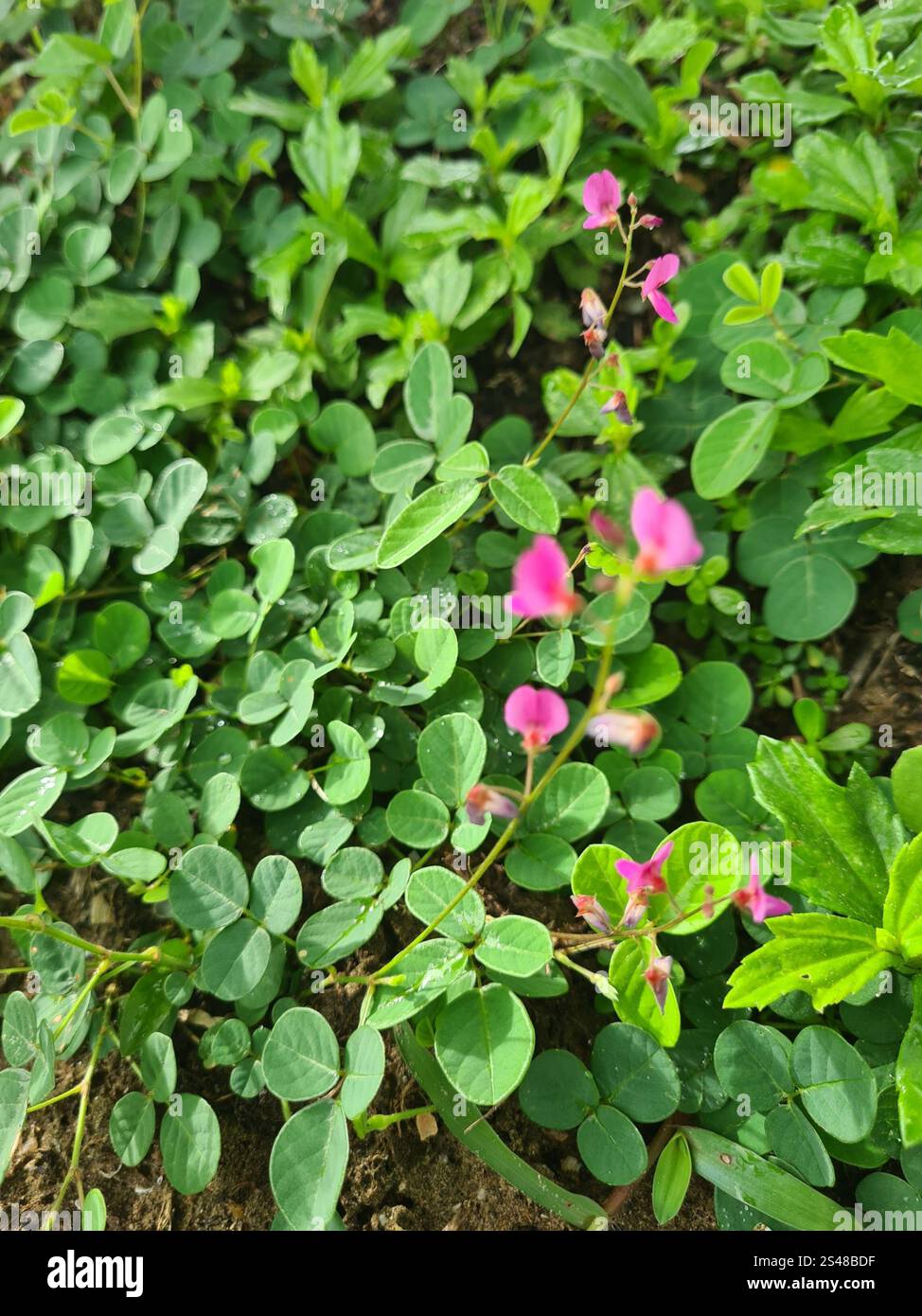 creeping beggarweed (Desmodium incanum Stock Photo - Alamy