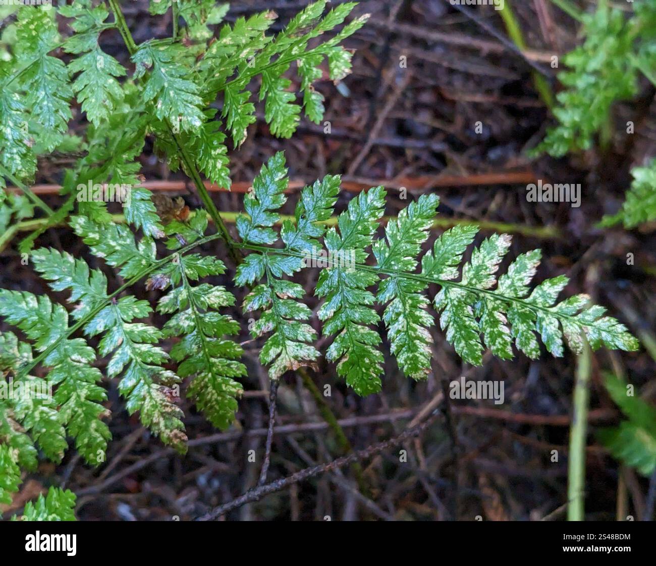 spreading wood fern (Dryopteris expansa Stock Photo - Alamy