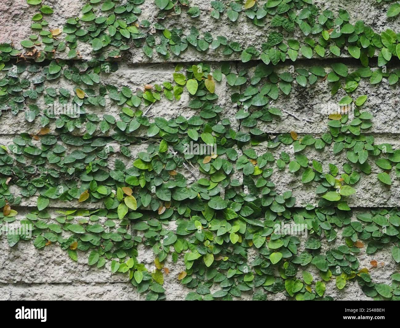 Climbing fig (Ficus pumila Stock Photo - Alamy