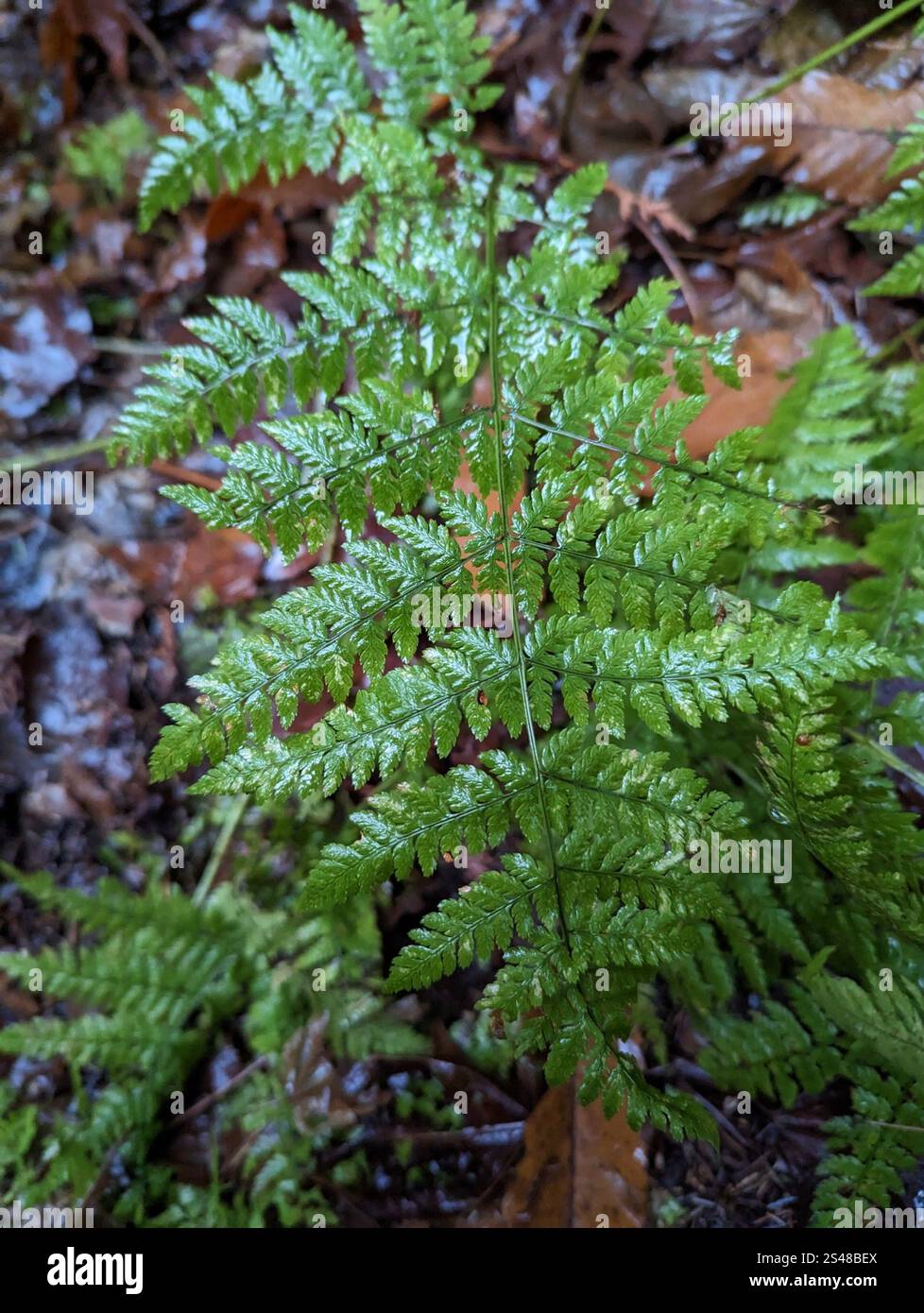 spreading wood fern (Dryopteris expansa Stock Photo - Alamy
