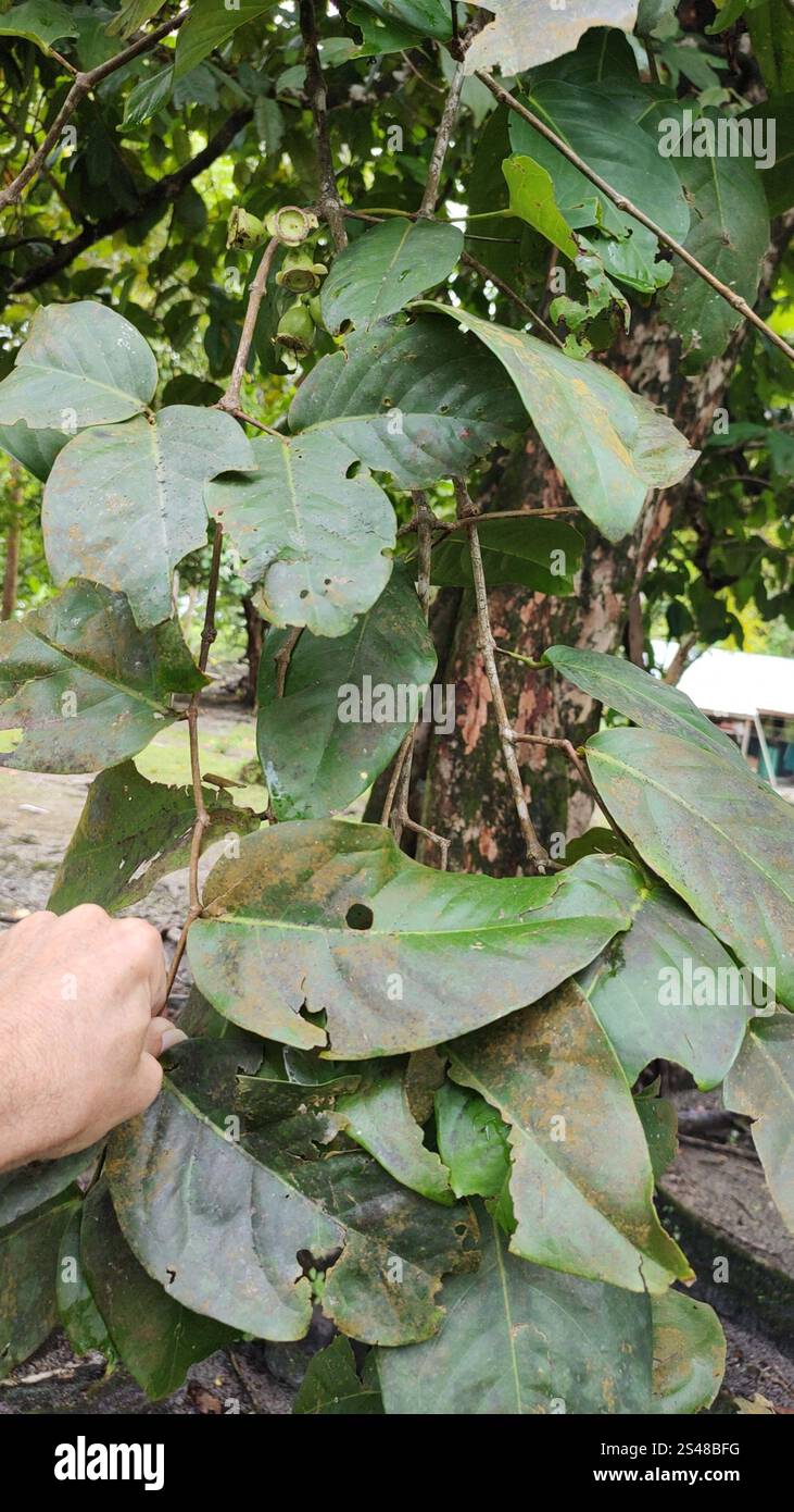 myrtle family (Myrtaceae Stock Photo - Alamy