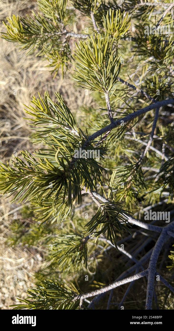 Colorado Pinyon (Pinus edulis Stock Photo - Alamy
