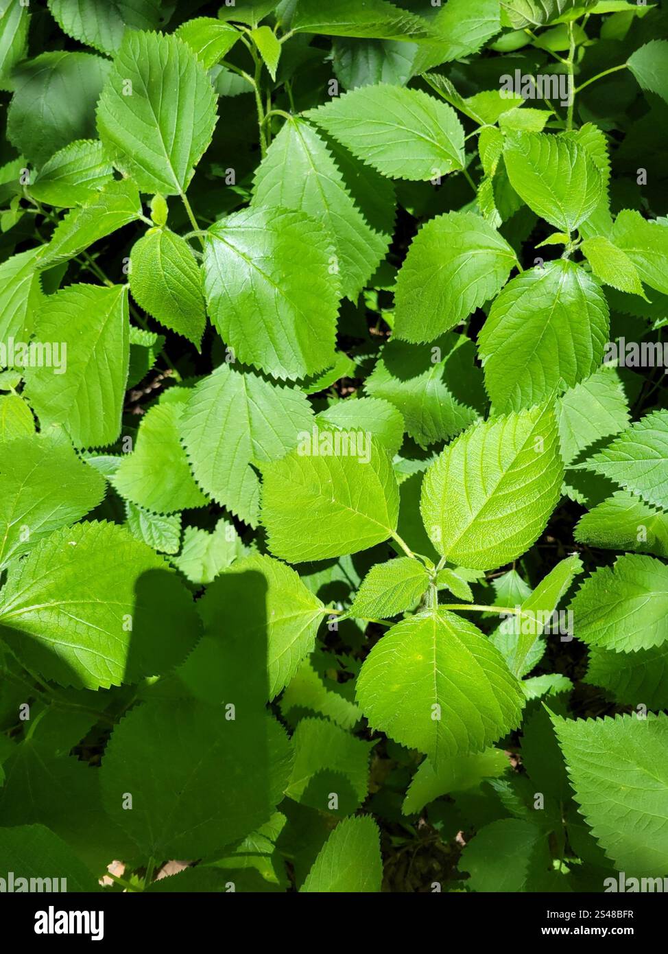 wood nettle (Laportea canadensis Stock Photo - Alamy