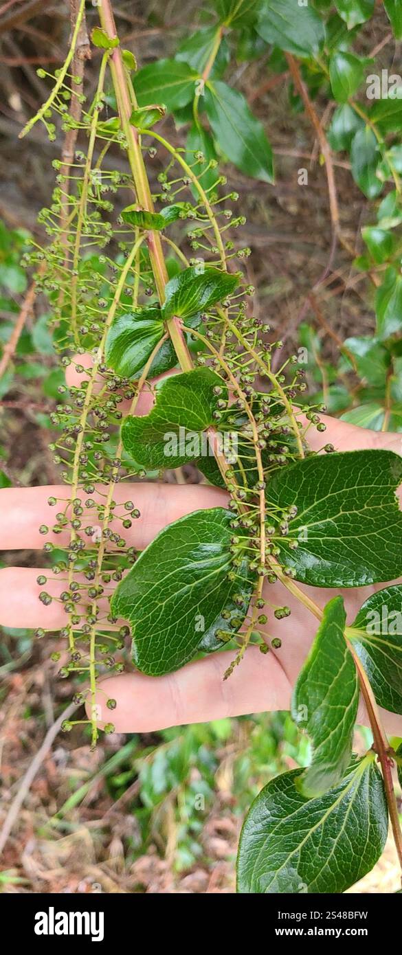 Tree Tutu (Coriaria arborea Stock Photo - Alamy