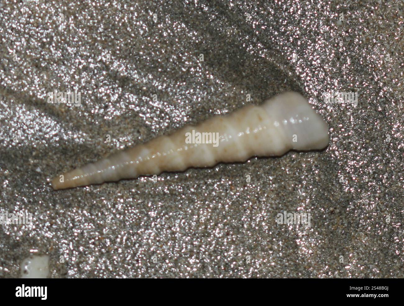 White-mouth Turritella (Caviturritella leucostoma Stock Photo - Alamy