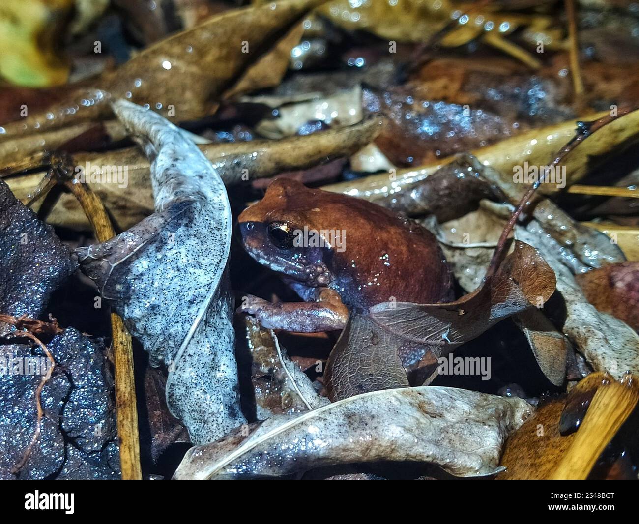 Common Squeaker (Arthroleptis stenodactylus Stock Photo - Alamy