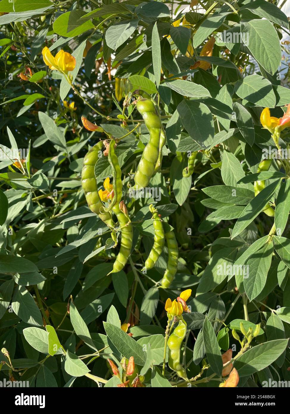 Pigeon Pea (Cajanus cajan Stock Photo - Alamy