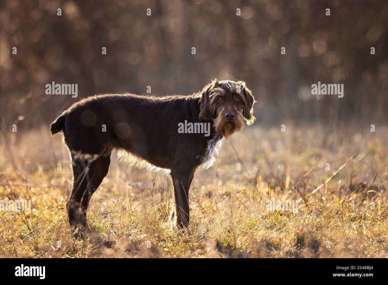 Bohemian wirehaired pointing griffon work with hunter on the meadow ...